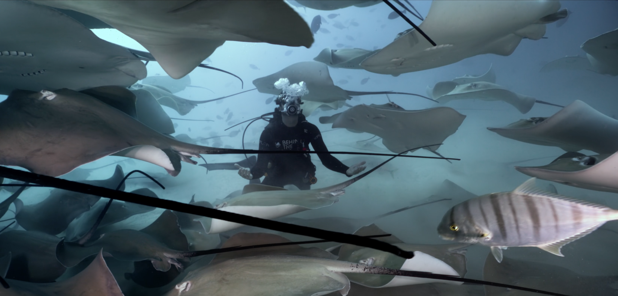 10 Essential Diving Rules for Scuba and Freediving
