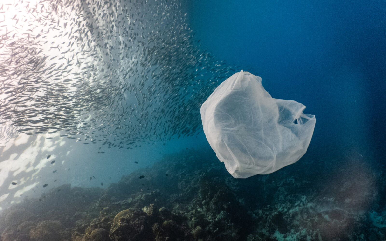 Conservation & Environment | Blogbook