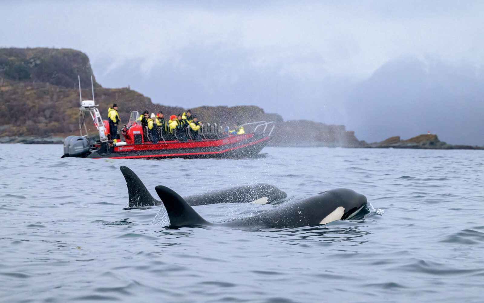 The Orcas of Tromso Norway | Blogbook
