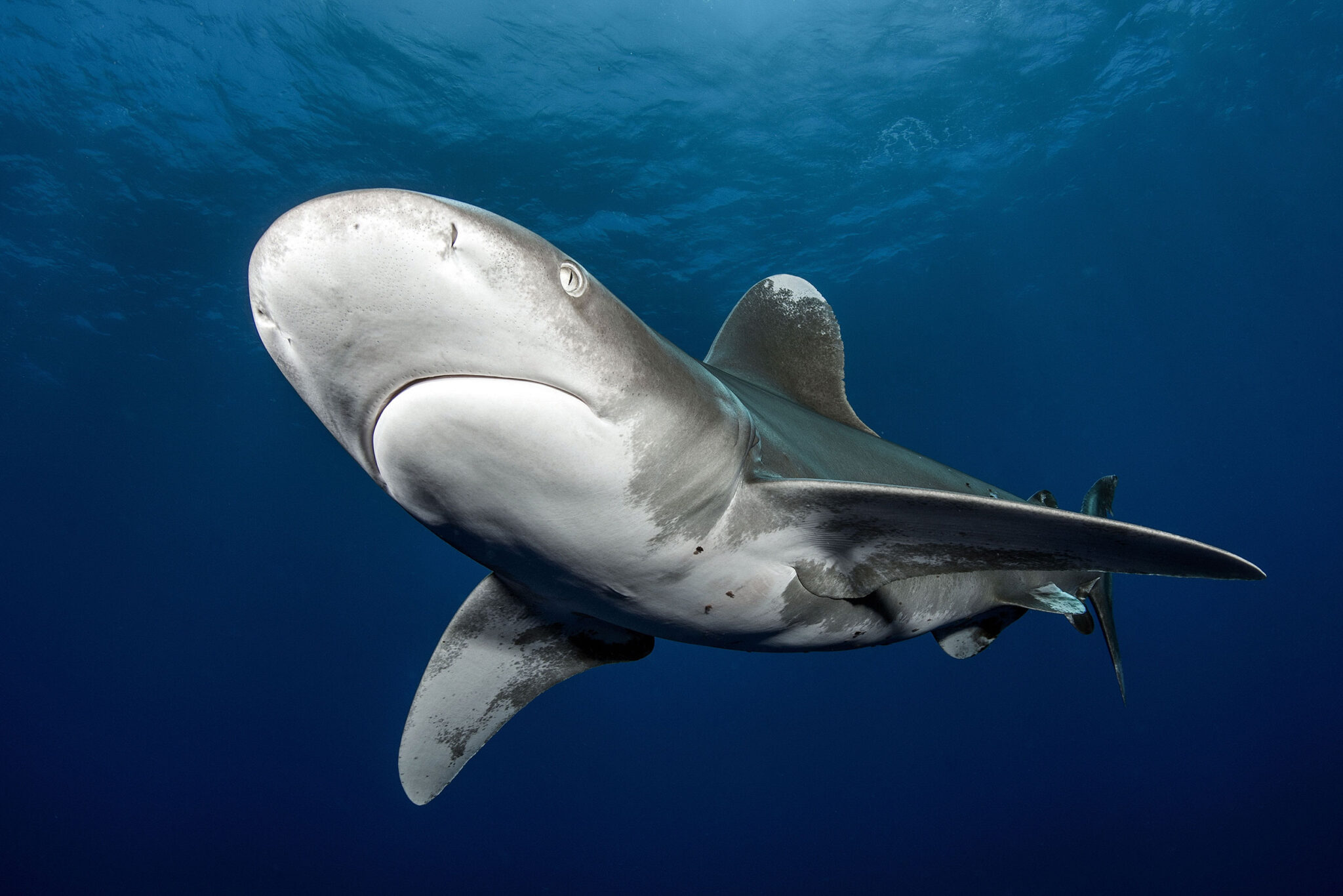 Oceanic White Tip Sharks - Longimanus with Behind the Mask